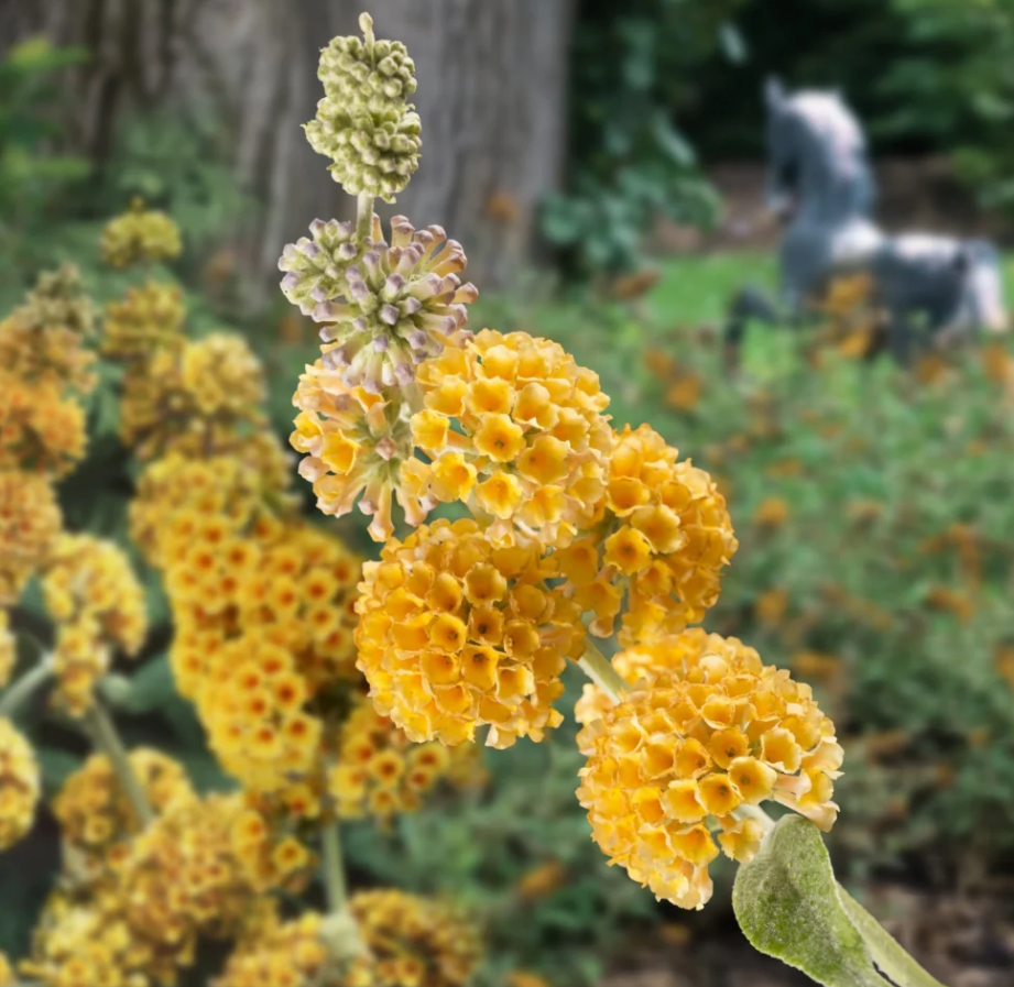 Buddleia Honeycomb Plant Live for Planting, 4 to 6 Inch Tall, Live ...