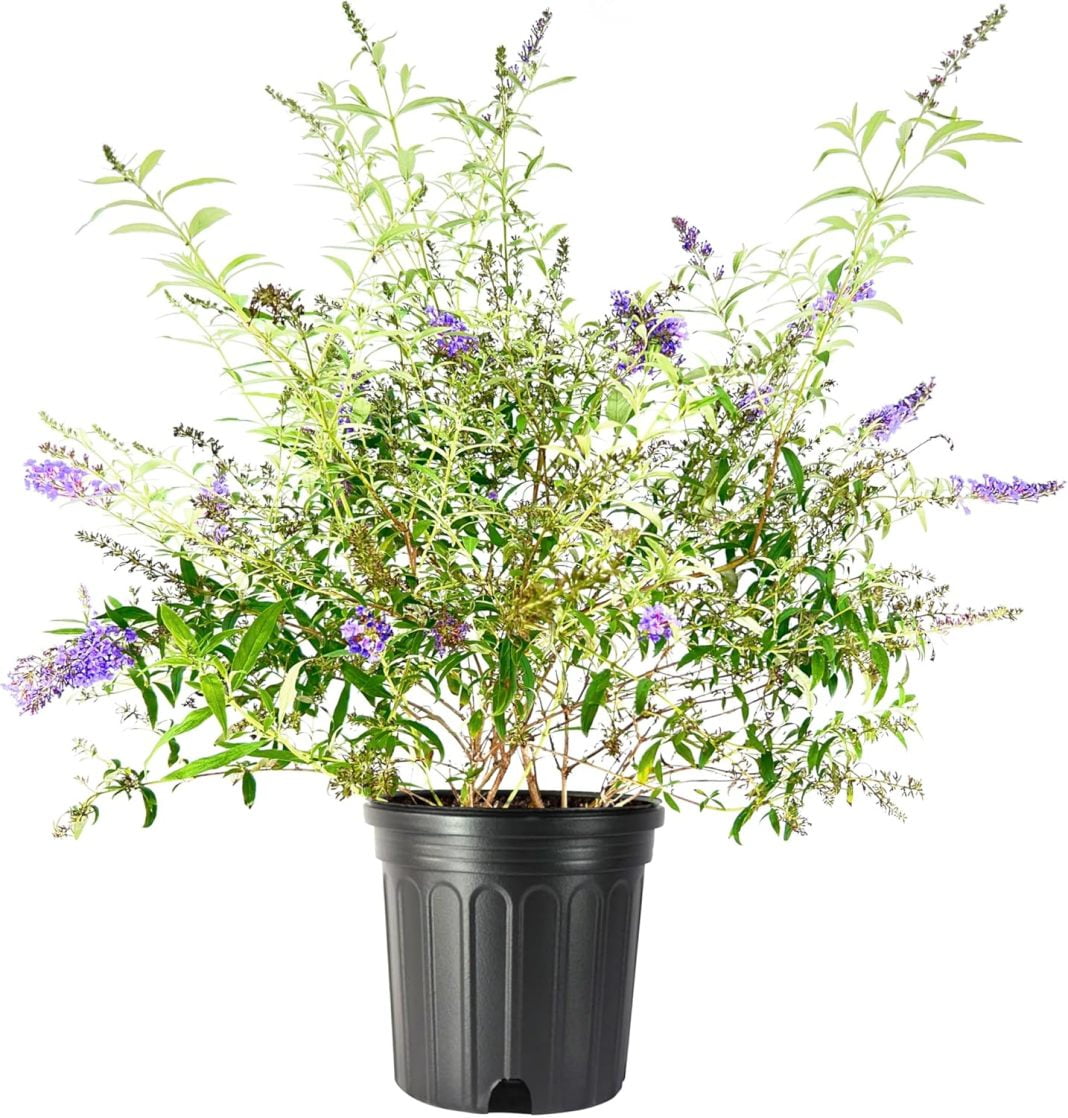 Buddleia Nanho Blue | 1 Extra Large 3 Gallon Plant | Fragrant & Compact ...