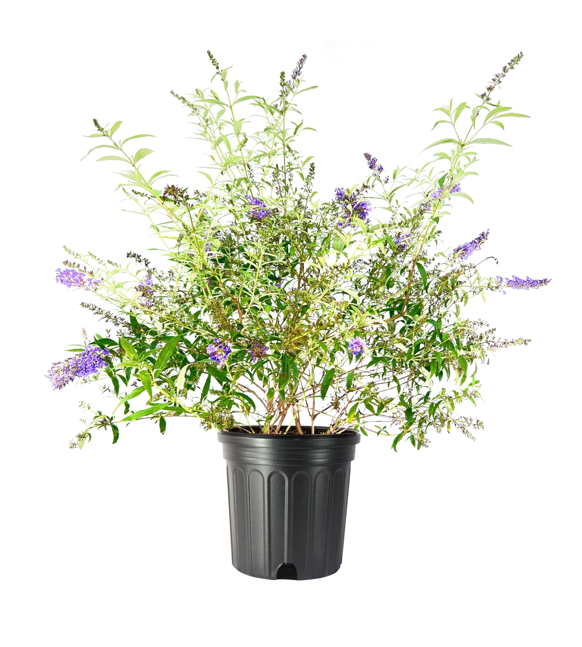 Buddleia Nanho Blue 3 Extra Large 3 Gallon Plants Fragrant & Compact ...