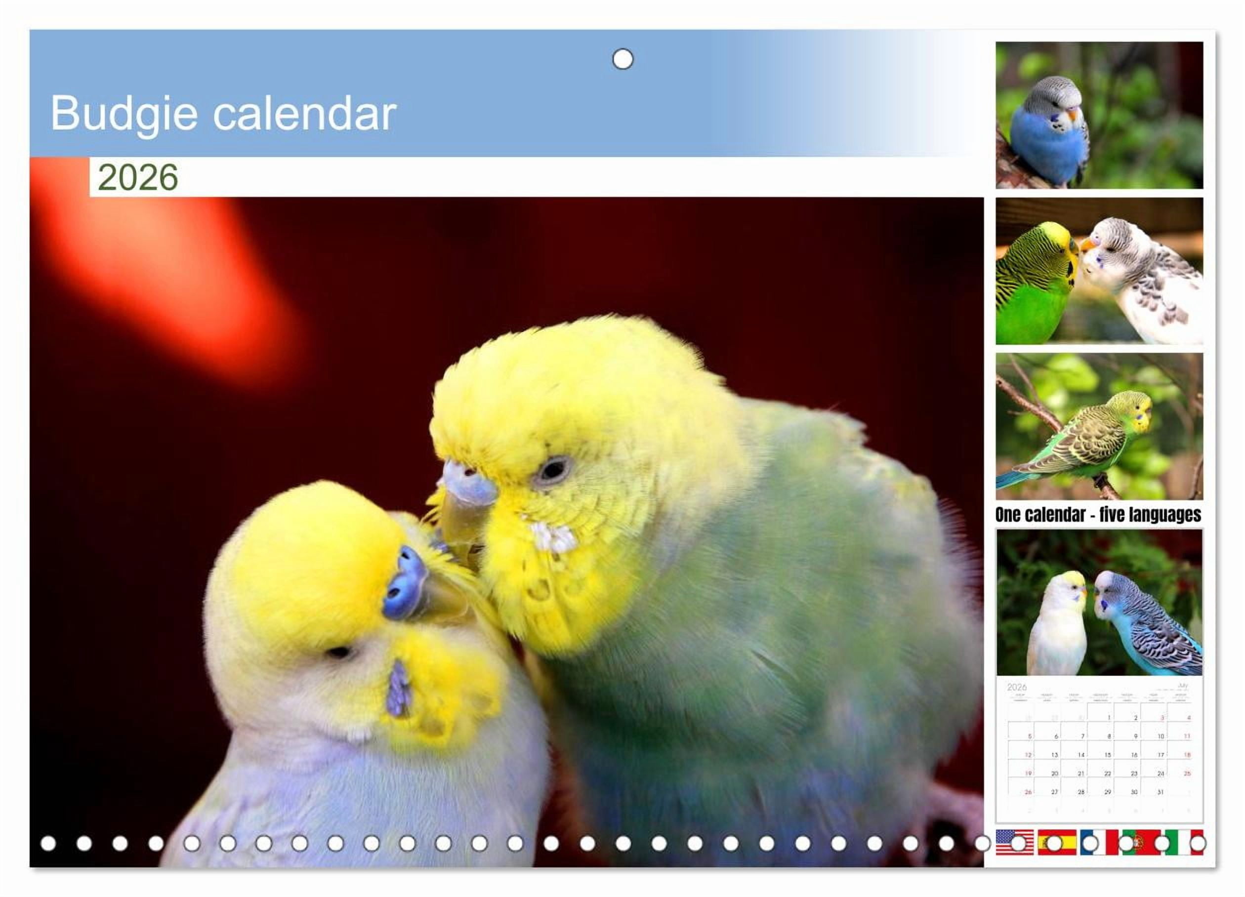 Budgie calendar (Monthly Wall Calendar 2026 11.7 x 16.5 (open ...