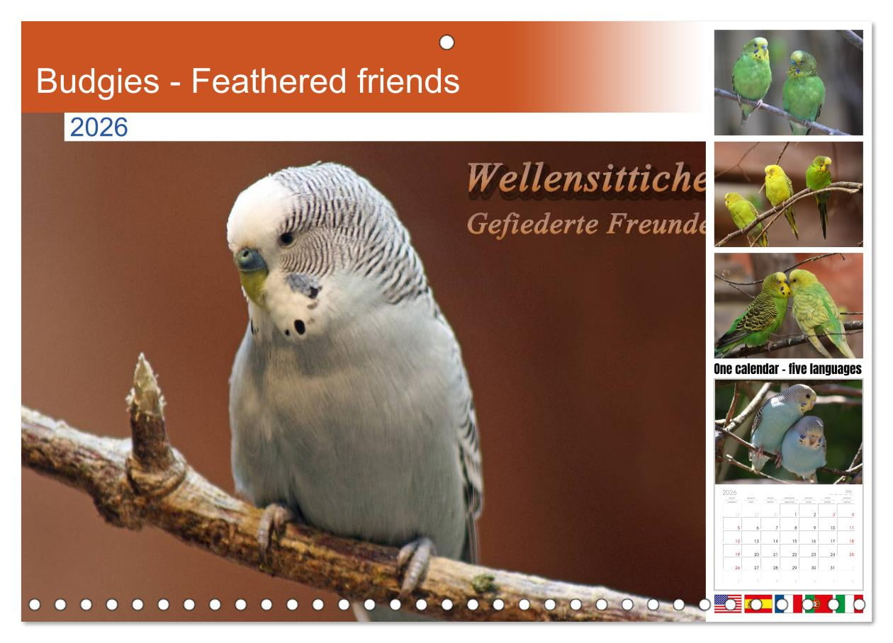 Budgies - Feathered friends (Monthly Wall Calendar 2026 16.5 x 23.4 ...