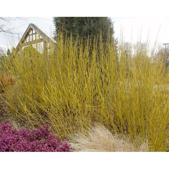 Buds Yellow Twig Dogwood - Starter Plant ( 7L ) - Walmart.com