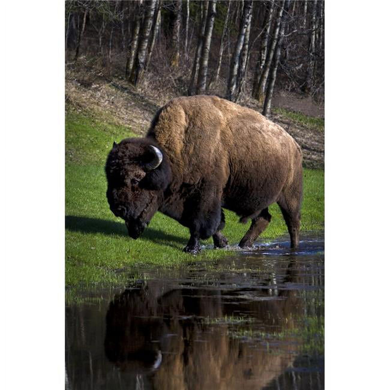 Buffalo By River Bank Poster Print - Walmart.com