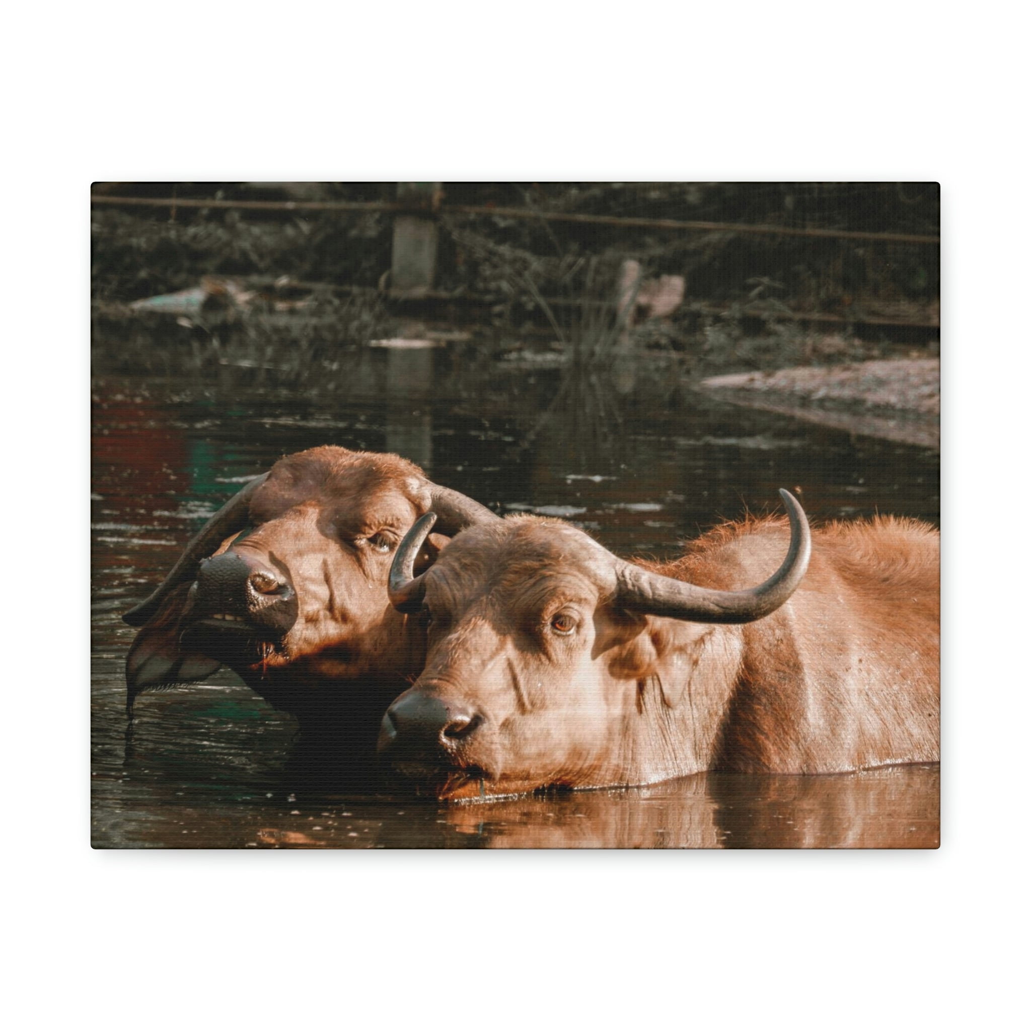Buffalo Couple Buffalo Troop Print Animal Wall Art Wildlife Canvas ...