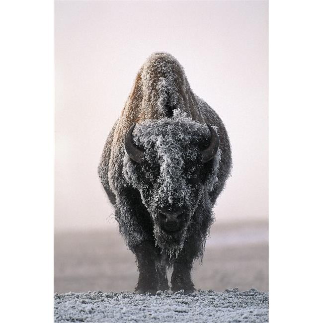 Buffalo - Ghost of the Plains - Medium (12 x16 ) - Walmart.com