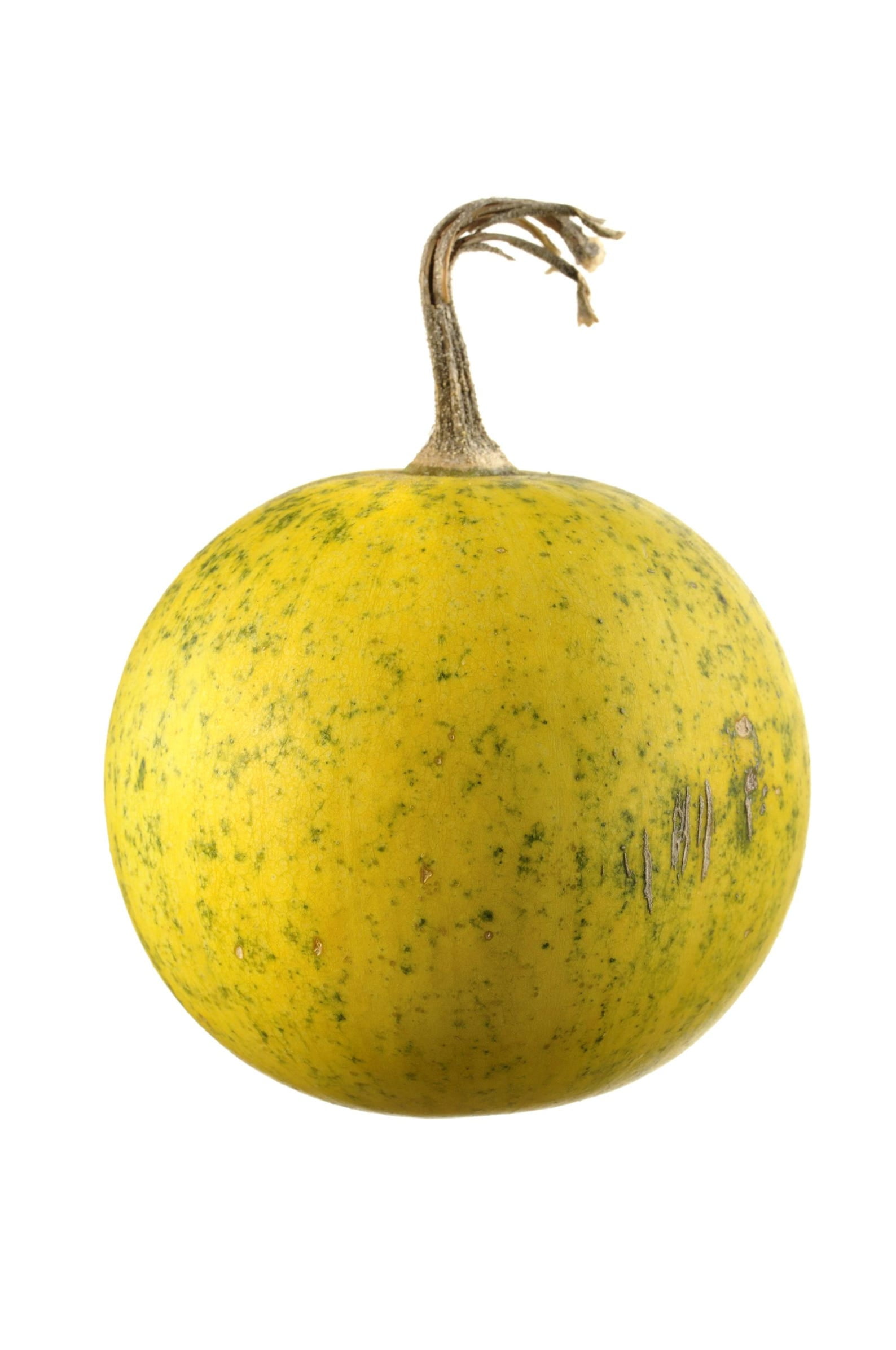 Buffalo Gourd Cucurbita foetidissima Seeds for Planting Packet ...