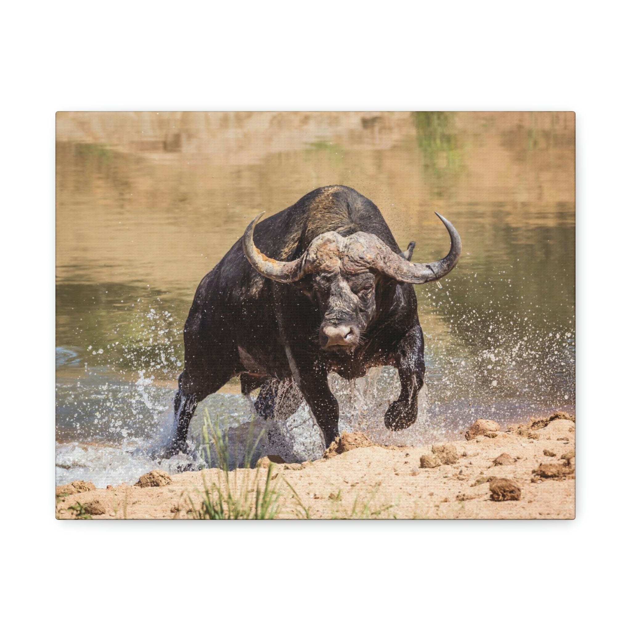 Buffalo Hunting Buffalo on Hunt Print Animal Wall Art Wildlife Canvas ...