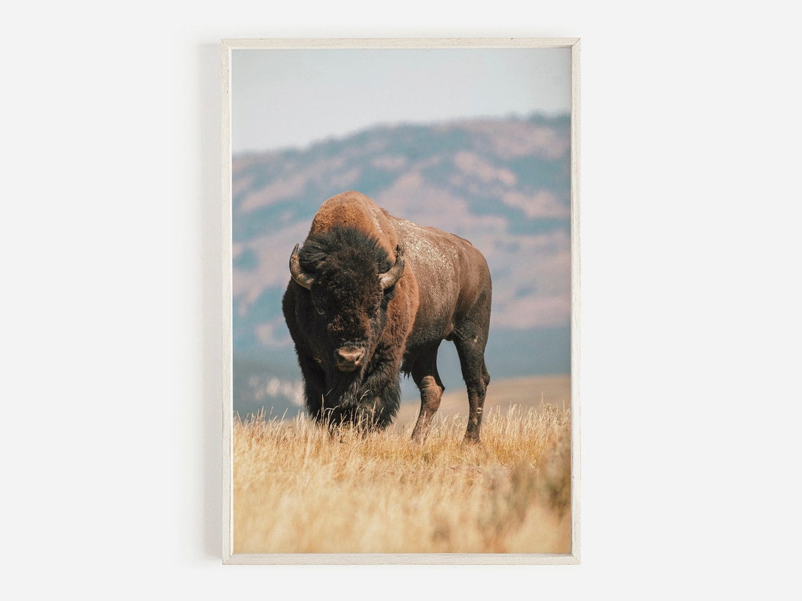 Buffalo Print, Wildlife Photography, Southwestern Decor, Farmhouse Wall ...