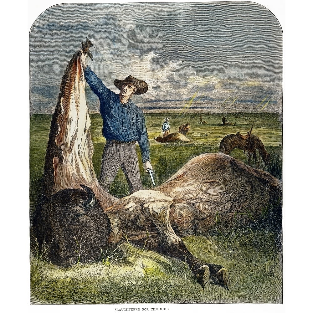 Buffalo Skinners 1874. N'Slaughtered For The Hide.' Buffalo Skinners On ...
