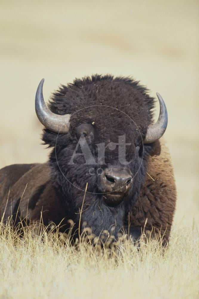Buffalo, Unframed Photographic Print Wall Art by DLILLC Sold by ArtCom ...