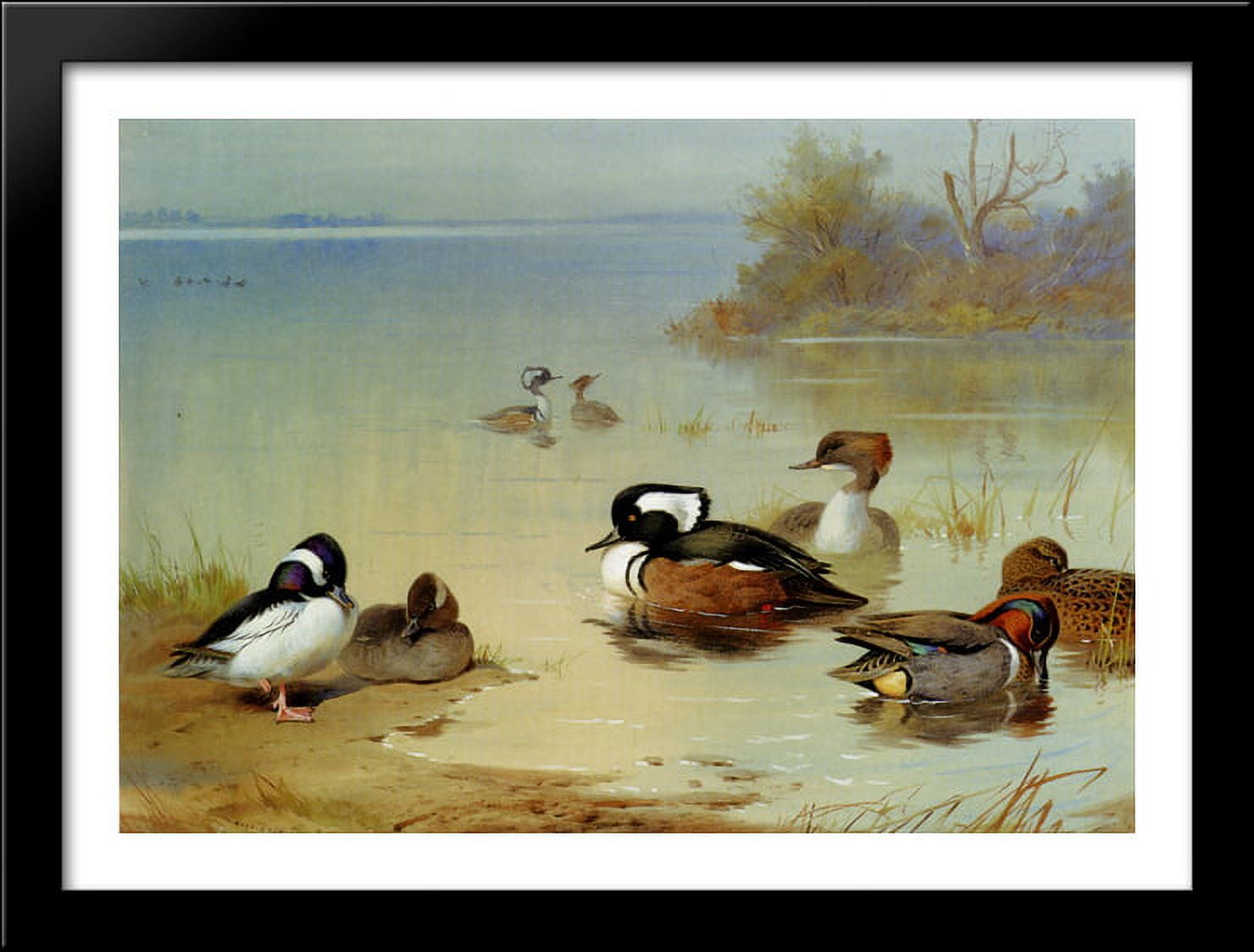 Buffel Headed Duck American Green Winged Teal And Hooded Merganser ...