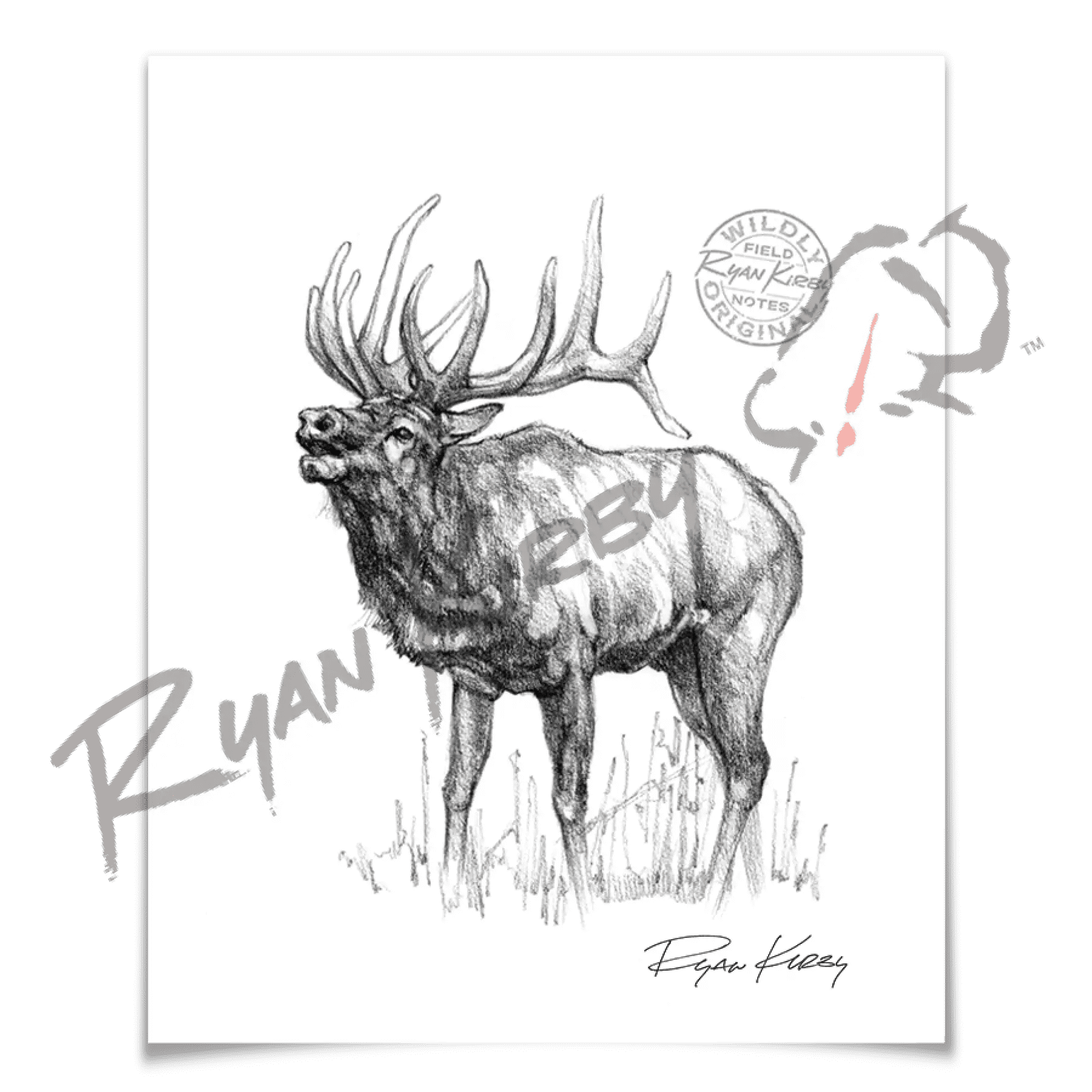 Bugling Bull Elk Sketch Print - Walmart.com