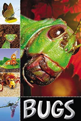 Pre-Owned Ready to Read Bugs (Paperback) 1848796846 9781848796843 - Walmart.com