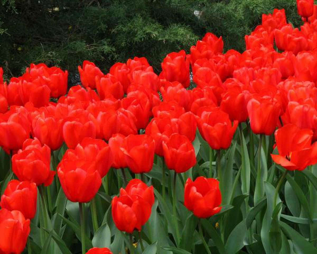 Bulb, Tulip, RED Impression, Pure Bright RED Perennial Tulip Bulbs (10 ...