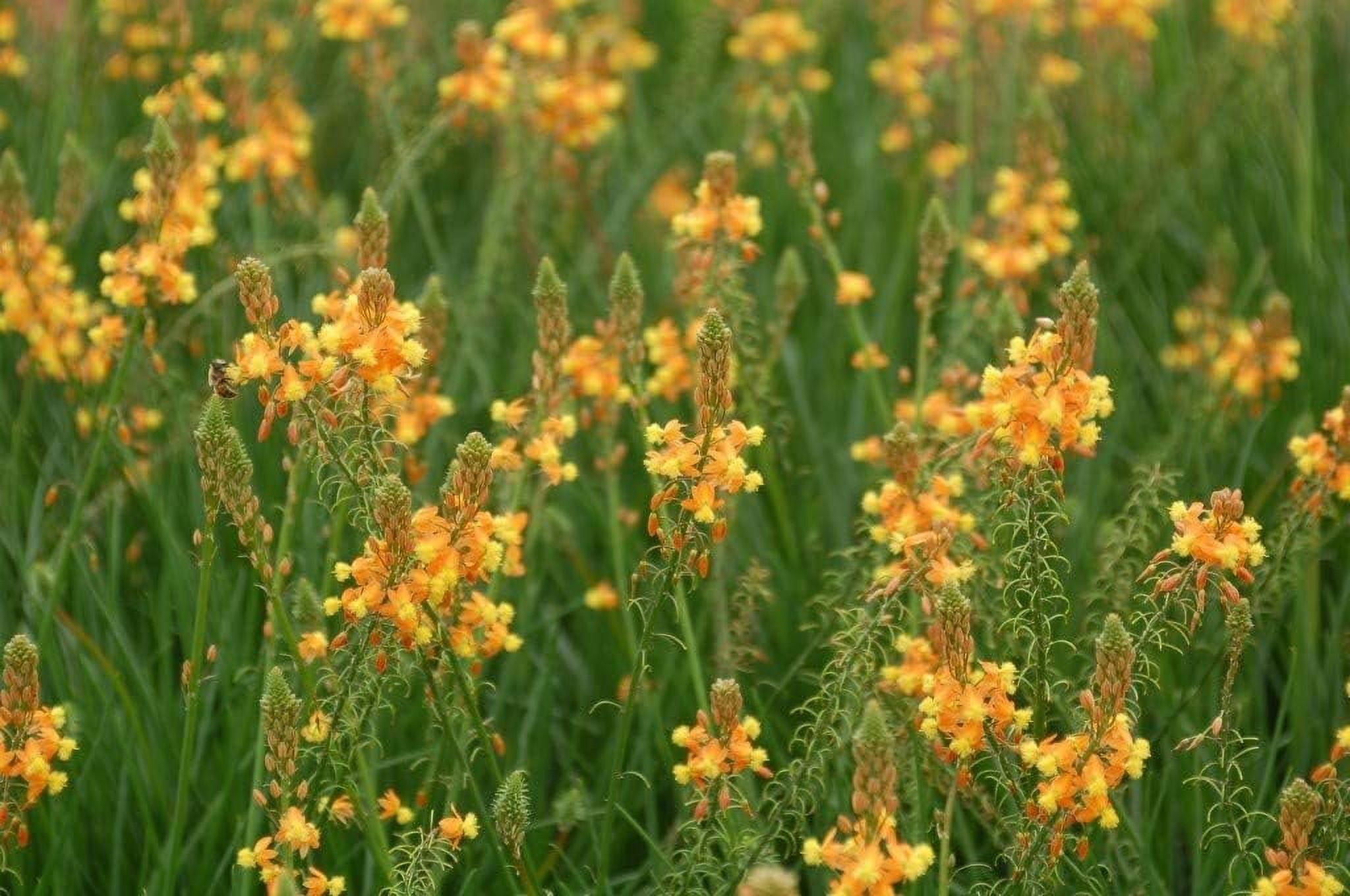 Bulbine Frutescens Hallmark Orange - 20 Live Plants - Butterfly ...