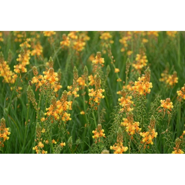 Bulbine Frutescens Hallmark Orange - 30 Live Plants - Butterfly ...