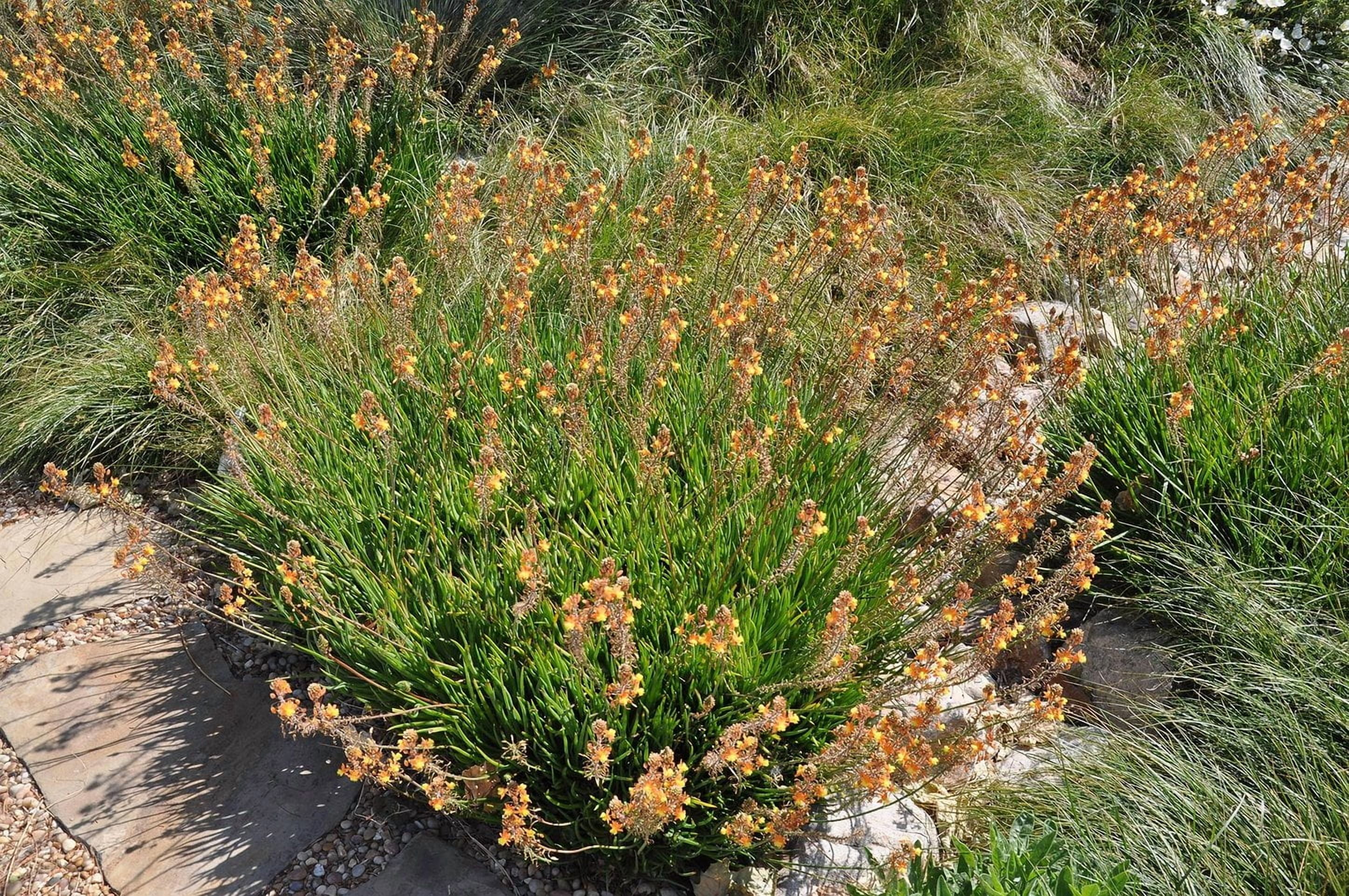 Bulbine Hallmark Orange 2 Live Gallon Size Plants Vibrant Orange ...