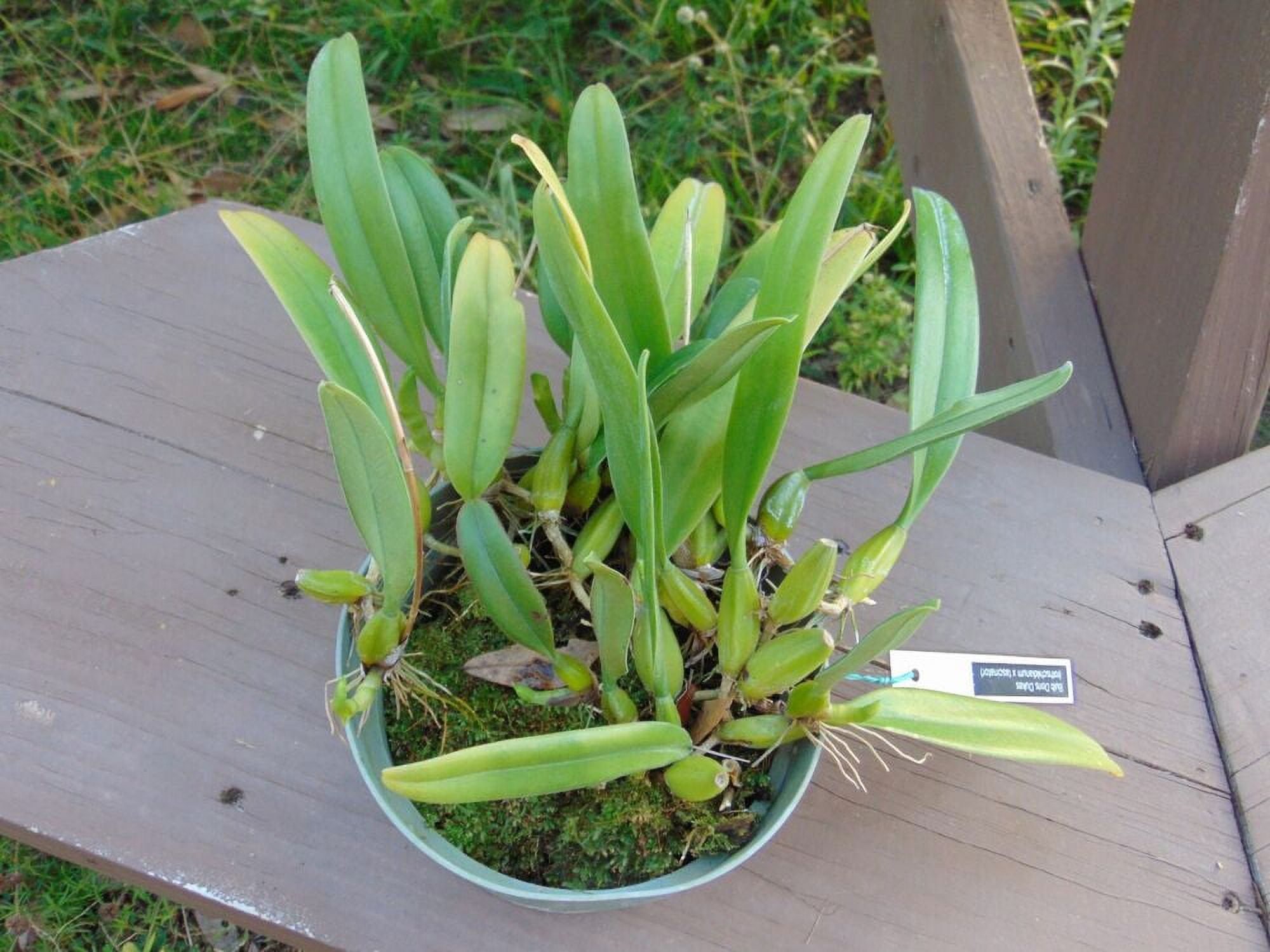 Bulbophyllum Doris Dukes Bloom size 6" pot LARGE PLANT - Walmart.com
