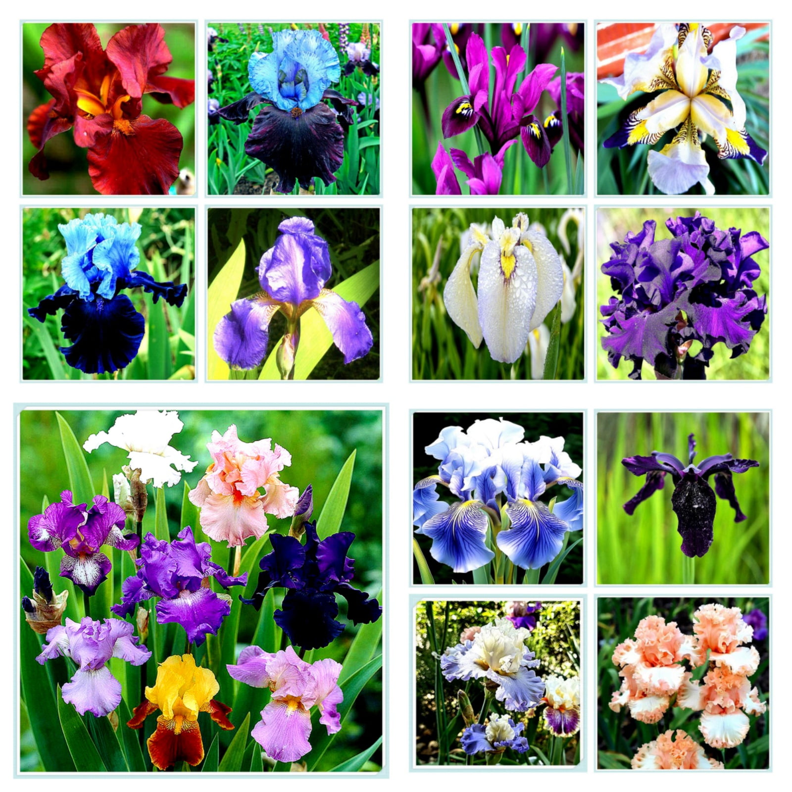 Bulbs His Royal Highness Iris - Tall Bearded Iris Perennials Plant ...