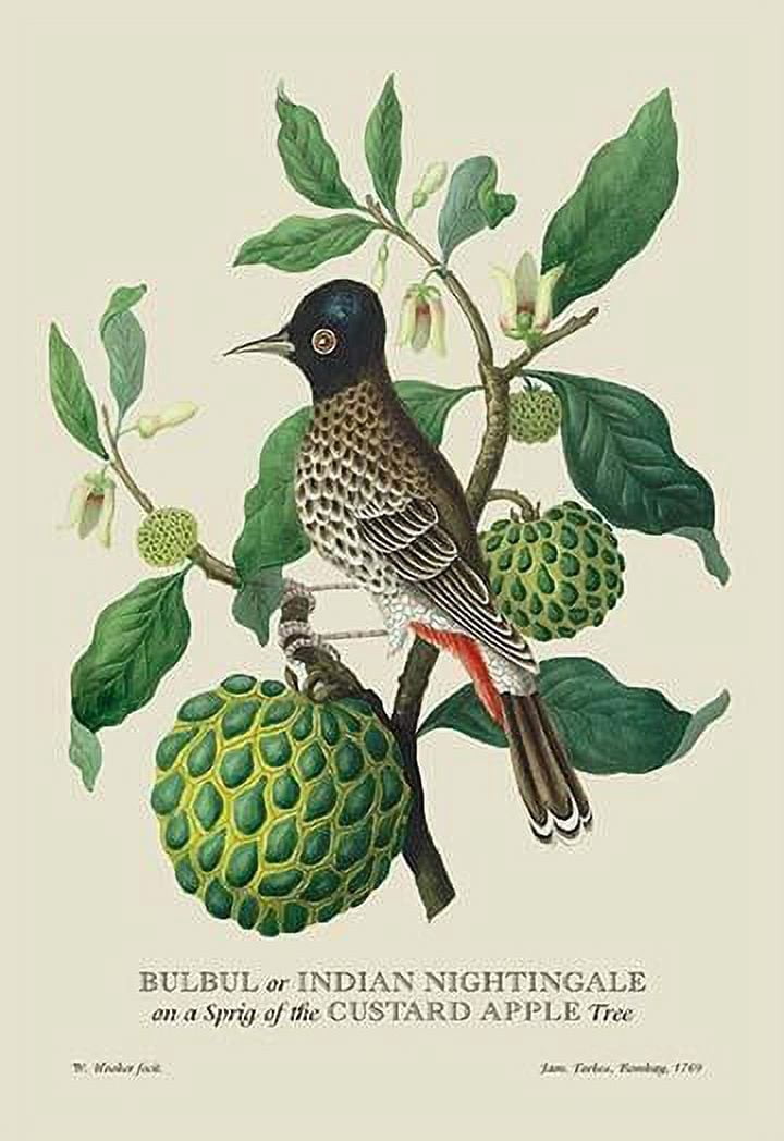 Bulbul or Indian Nightingale-Fine Art Canvas Print (20" x 30 ...