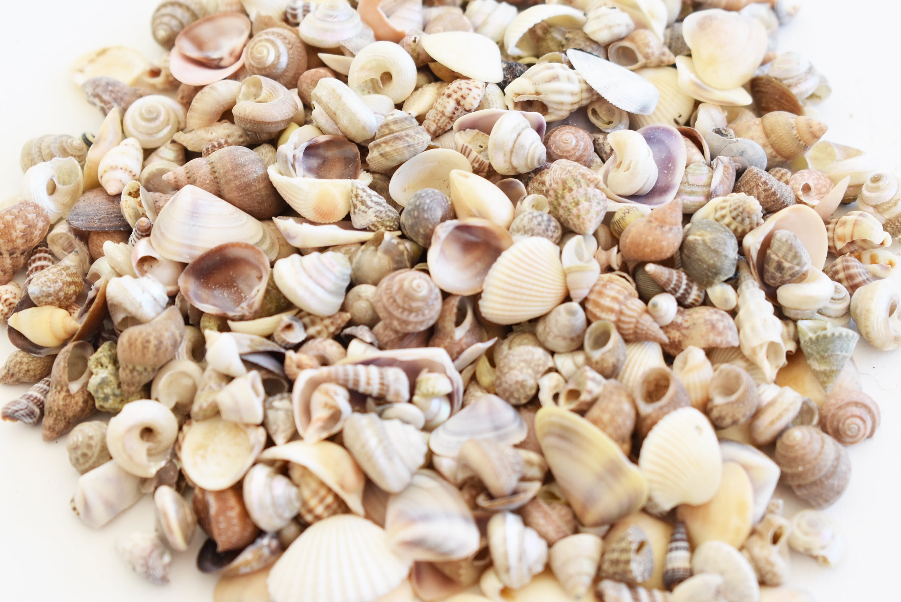 Bulk 1 Lb (1200+) Tiny Indian Ocean Shells Mix Mini Shells 1/4 ...