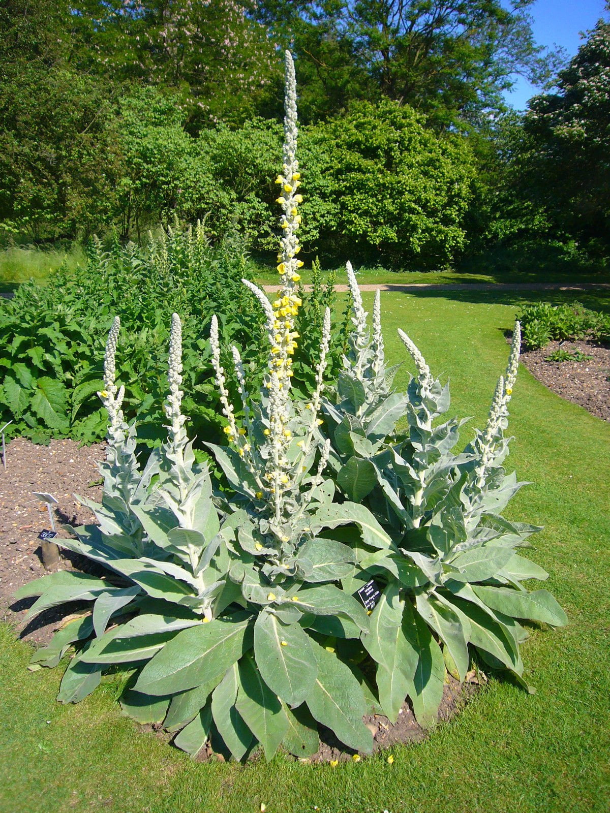 Bulk 100 Seeds Mullein Seed Ornamental Plant Flowering Medicinal ...