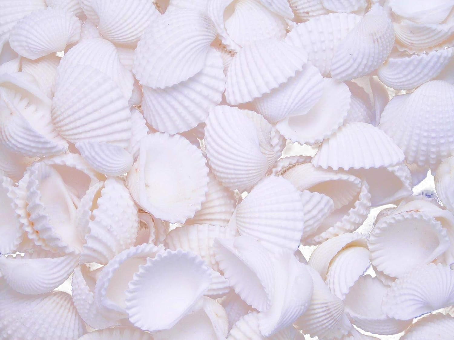 Bulk 2 (1000+) Tiny White Ark Shells Seashell 3/4"-1 1/4" Beach Wedding ...