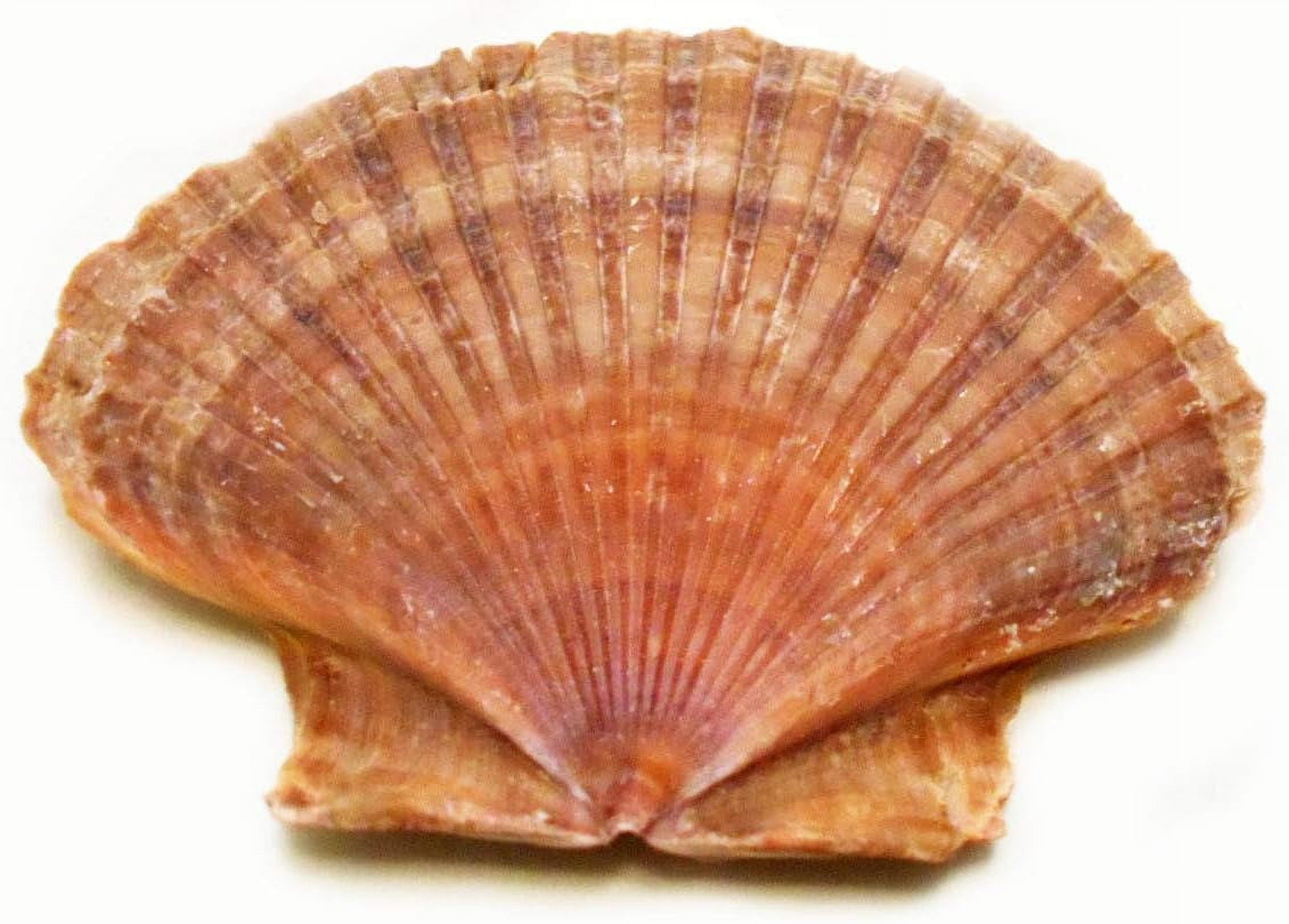 Bulk 24 Beautiful Mexican Flat Scallops Shells Seashells (About 3 ...