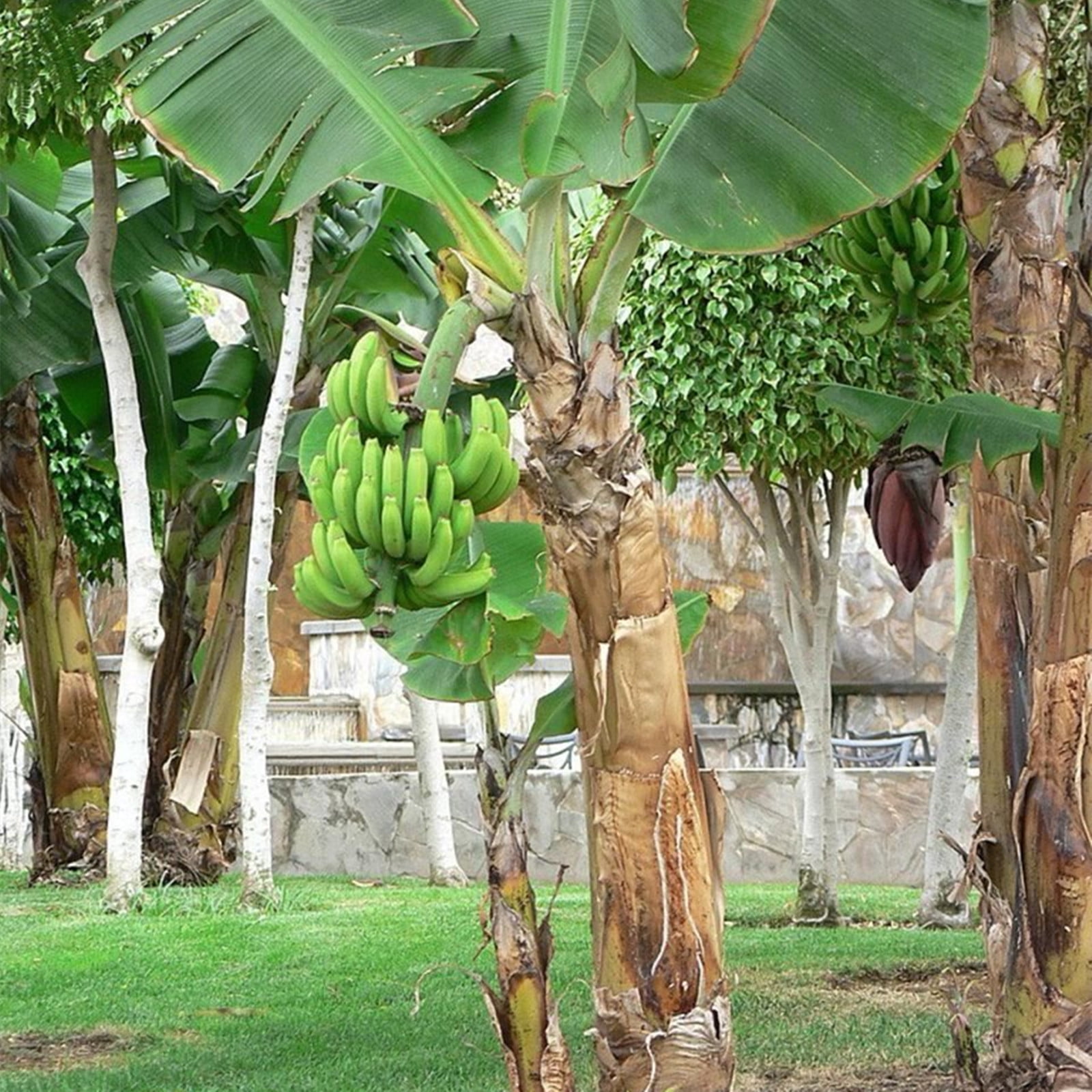 Bulk (Banana Tree for planting) Home Garden Decoration IndBeautifuloor ...