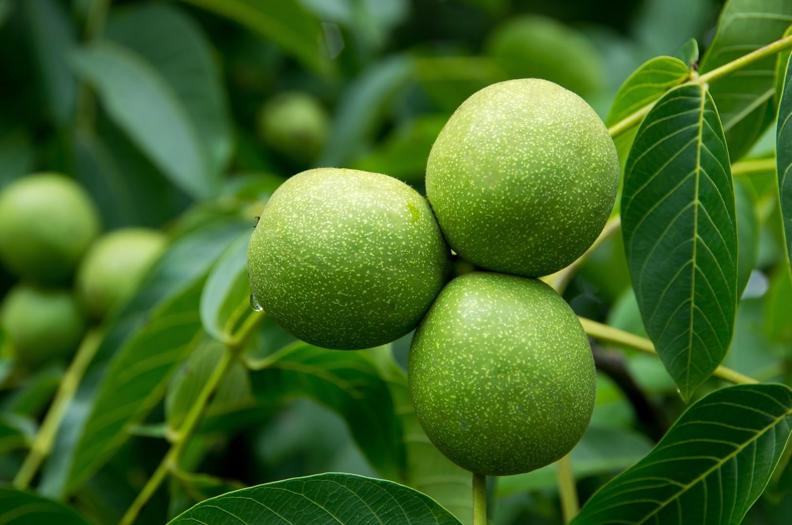 Bulk Black Walnut Tree Live Plant | Live Fruit Bearing Tree Seedlings ...