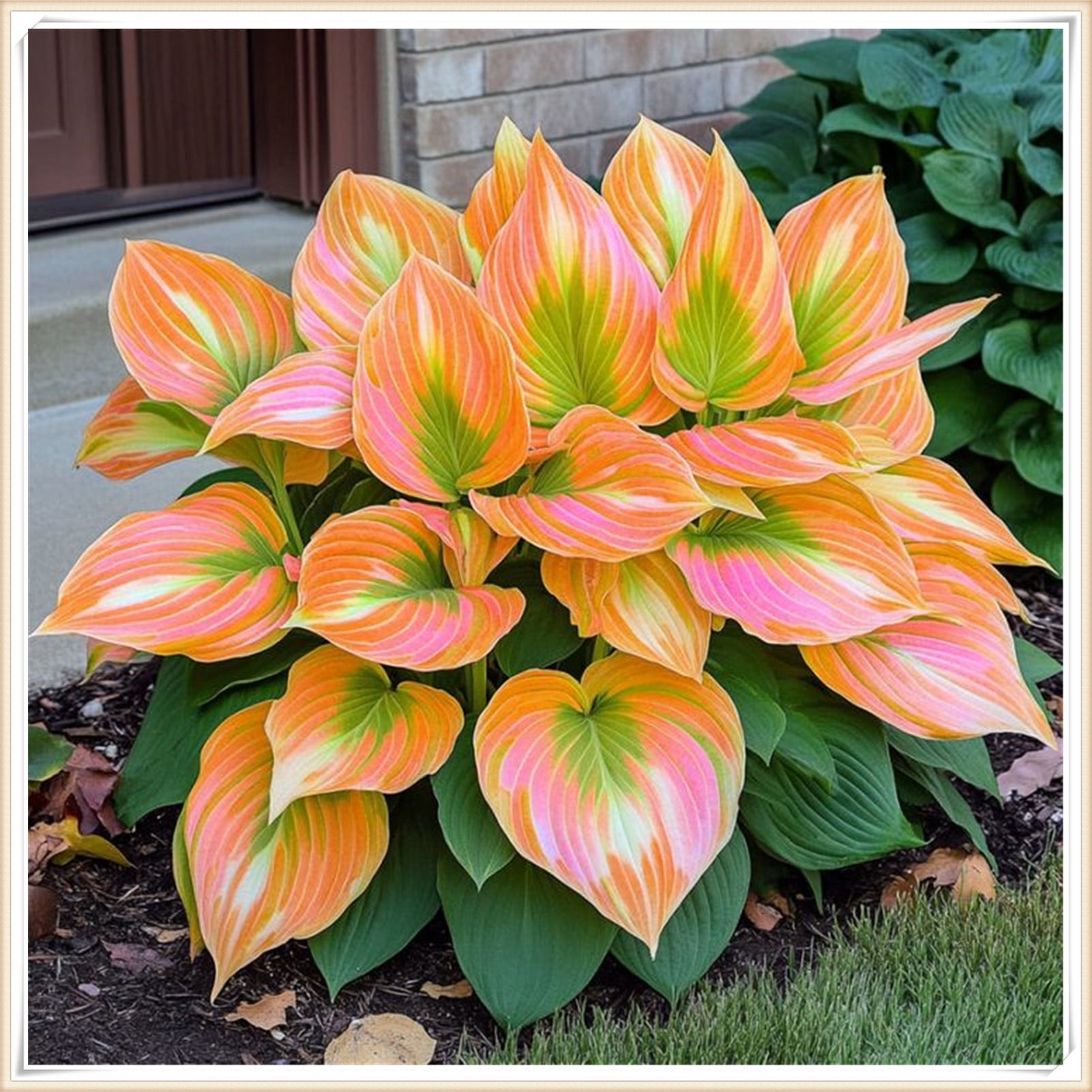 Bulk Brilliant Hosta for Planter Exquisite Ornamental Blooms Stylish ...