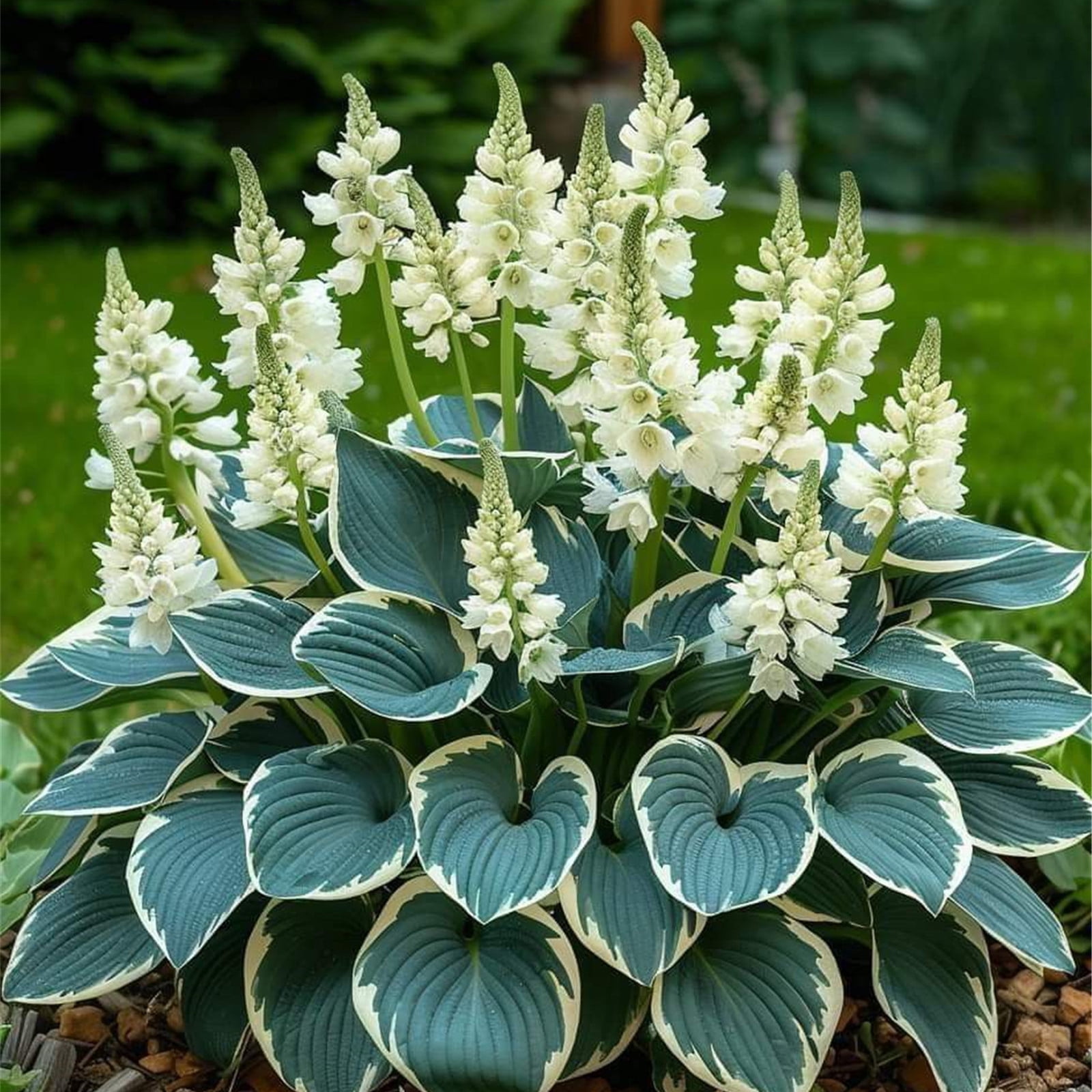 Bulk Brilliant Hosta for Planter Exquisite Ornamental Blooms Stylish Hosta for planting Potted ...