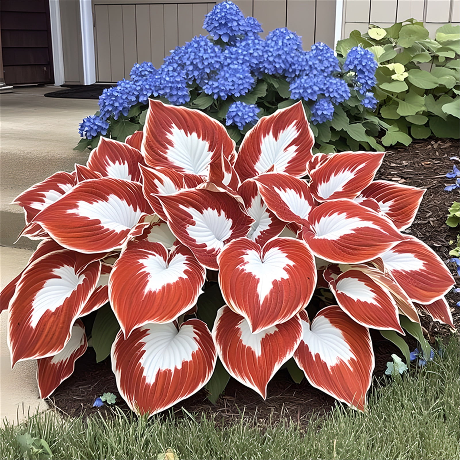 Bulk Brilliant Hosta for Planter Exquisite Ornamental Blooms Stylish ...
