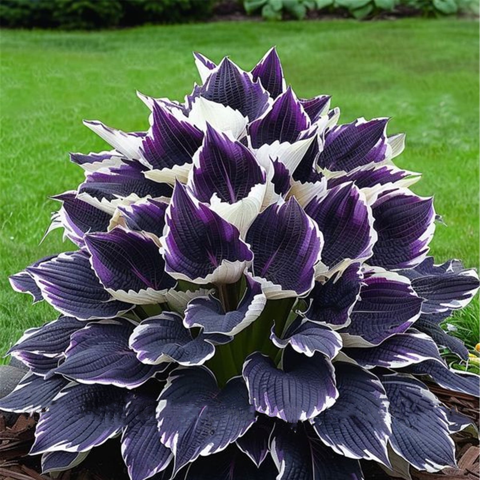Bulk Brilliant Hosta for Planter Exquisite Ornamental Blooms Stylish Potted Masterpieces Premium ...
