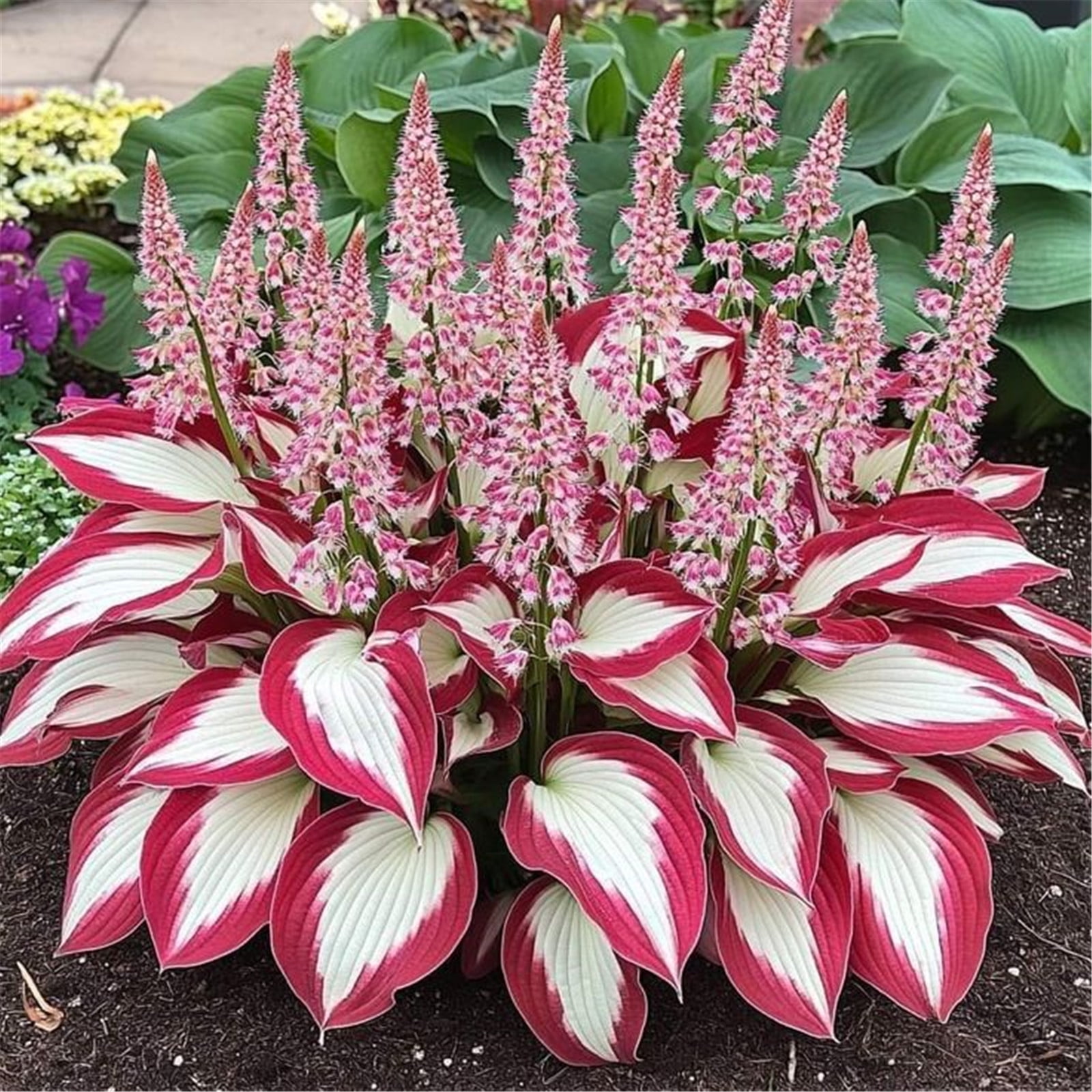 Bulk Brilliant Hosta for Planter Exquisite Ornamental Blooms Stylish Potted Masterpieces Premium ...