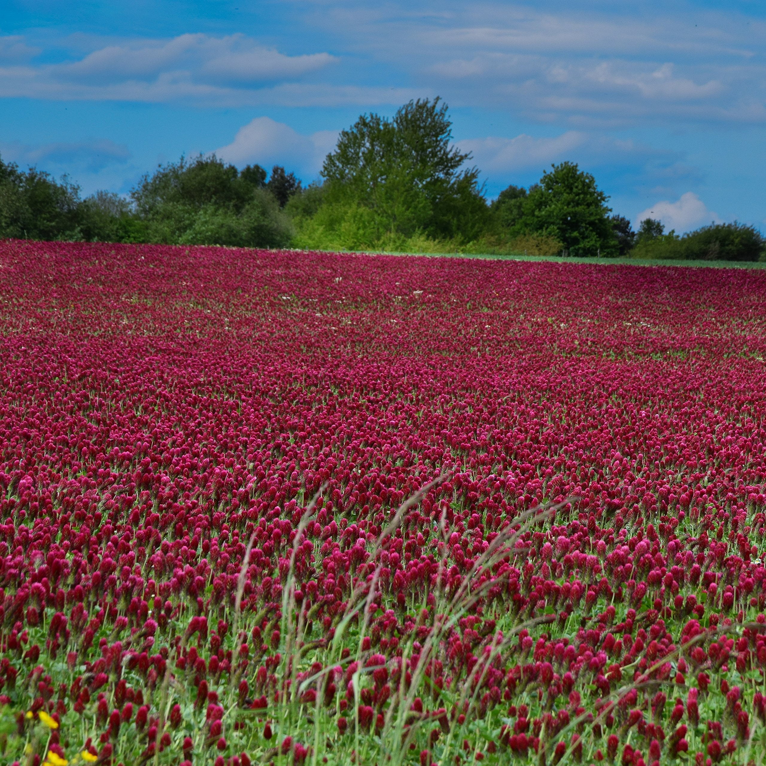 Inoculated Bulk Crimson Clover Seed - 40 LBS Suitable For Whitetail ...
