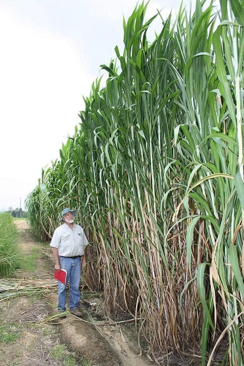 Bulk Elephant Grass Seeds - Tallest Grass in The World (20 Pounds ...