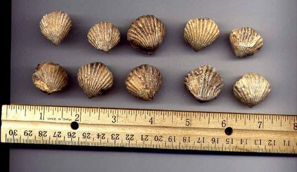 Fossil Clam Shell