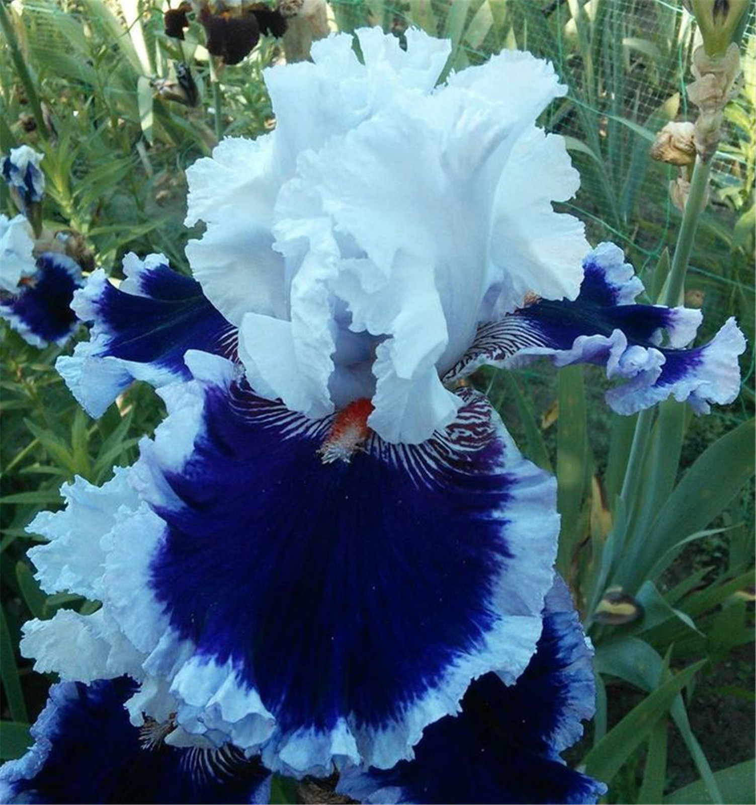 Bulk Garden Indoor or Outdoor - iris on sale - Species Bloom Year After ...
