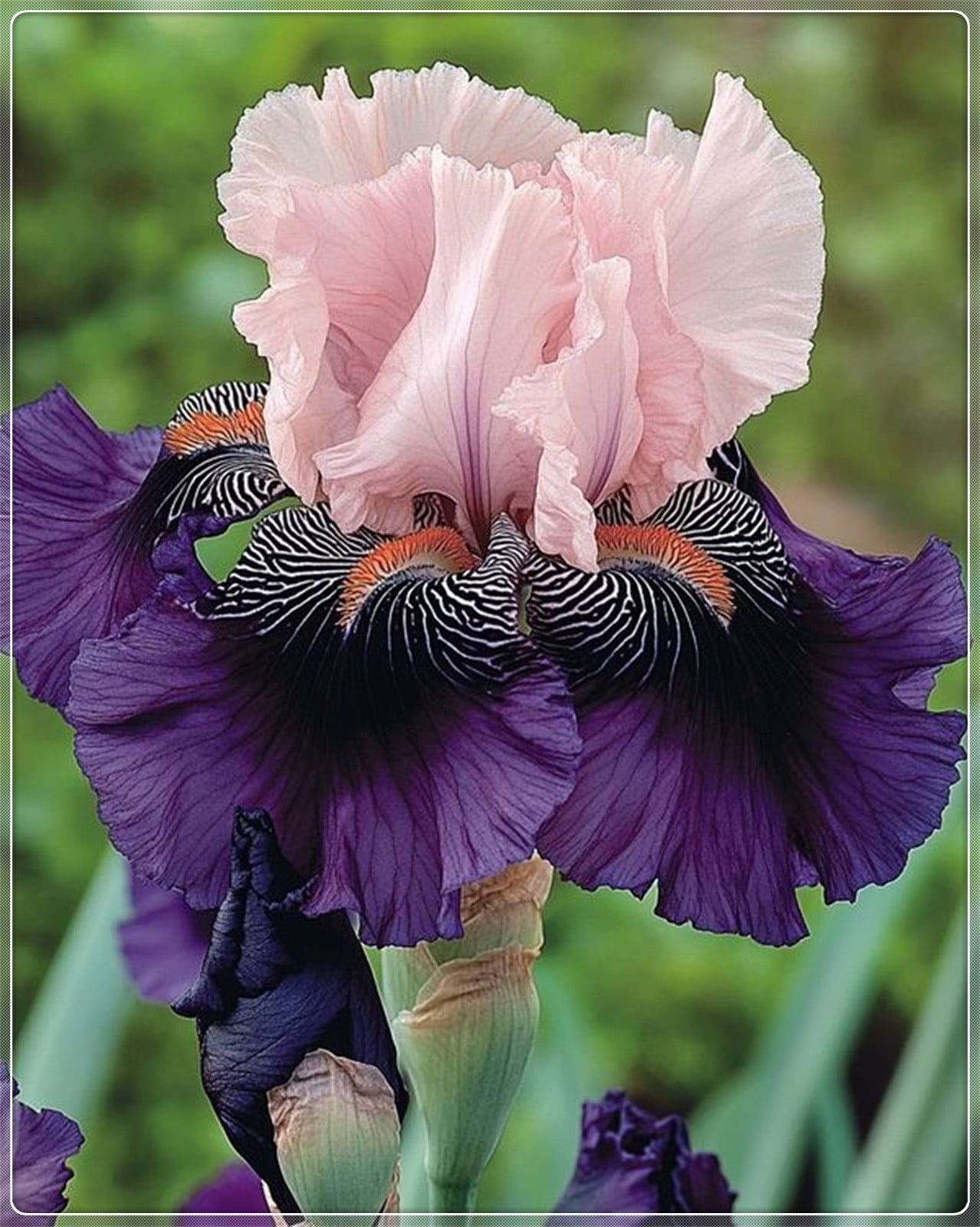 Bulk Garden Mysterious - iris on sale - Species Bloom Year After Year ...