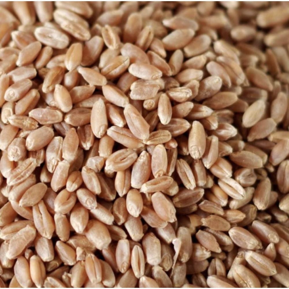 Bulk Grains Organic Winter Wheat Berries Hard Red - Single Bulk Item ...