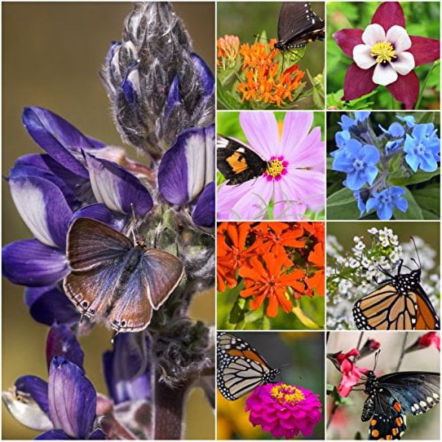 Seed Needs: Large Mixed Outdoor Flower Garden Plant Seeds, Bird ...