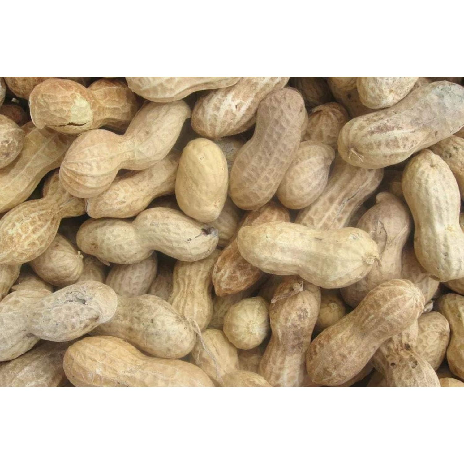 Bulk Raw Peanuts in Shell for Wild Birds and Squirrels 20 Pounds ...