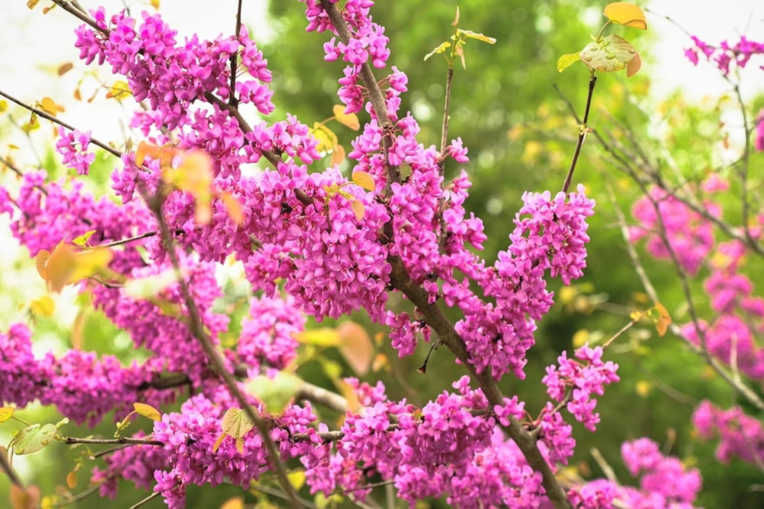 Bulk Redbud Tree Plants for Growing - Well Rooted Seedlings, Ships Bare ...