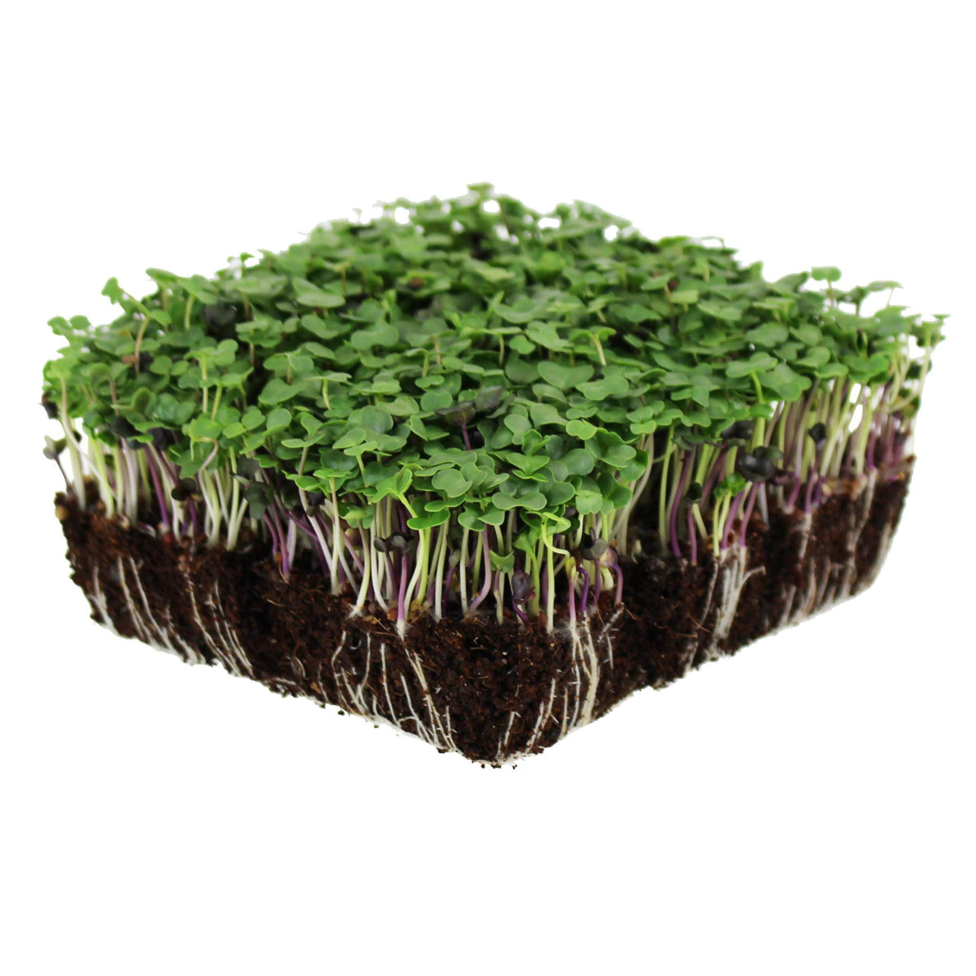 Bulk Salad Mix Microgreens Seeds – 5 LB – Non-GMO Blend of Broccoli ...