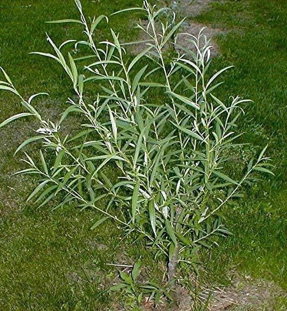 Bulk Thick Austree Hybrid Willow Tree Cuttings - Produce More The 1st ...