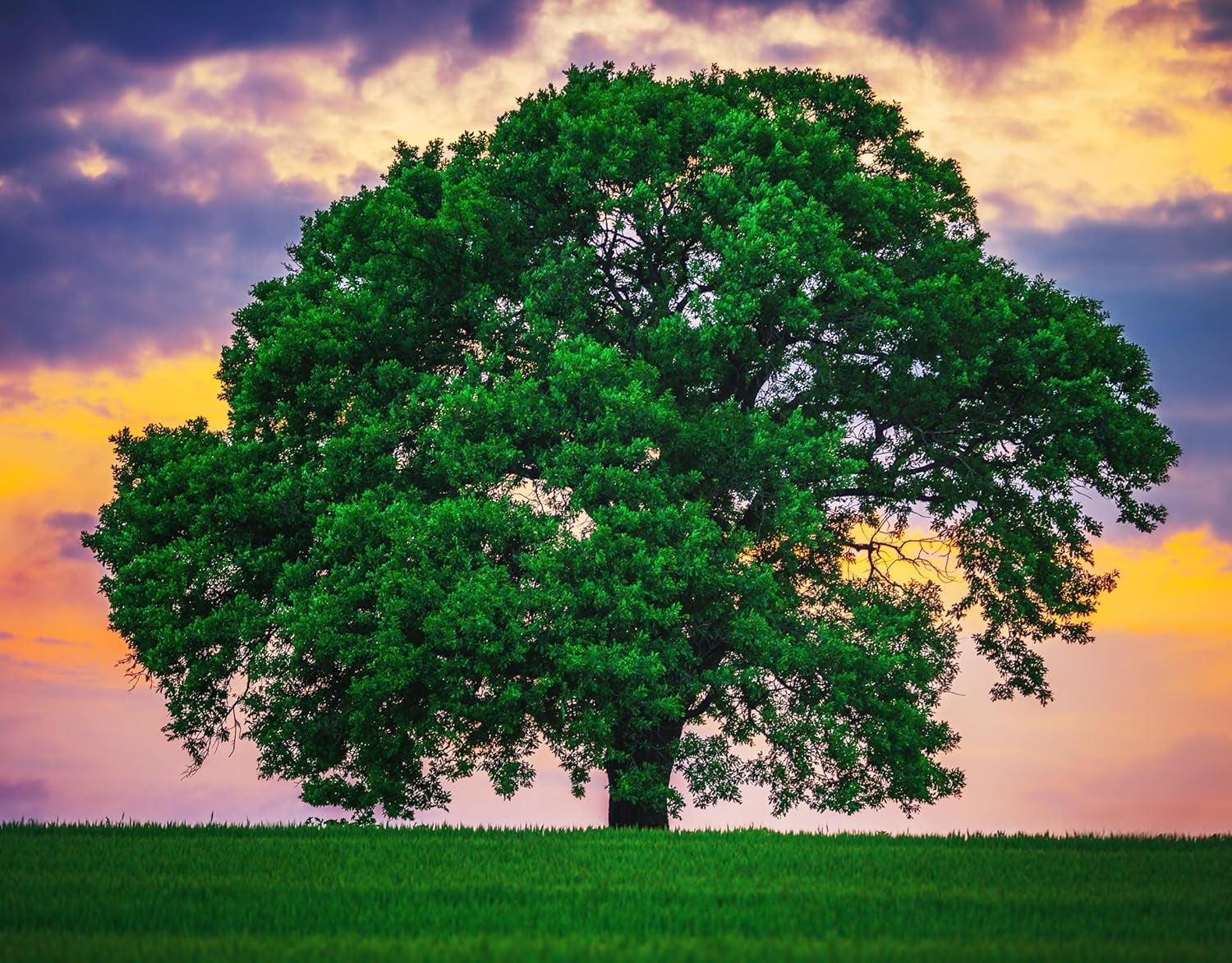 Bulk White Oak Tree Seedlings for Planting - 1 Yr Old Seedlings of ...