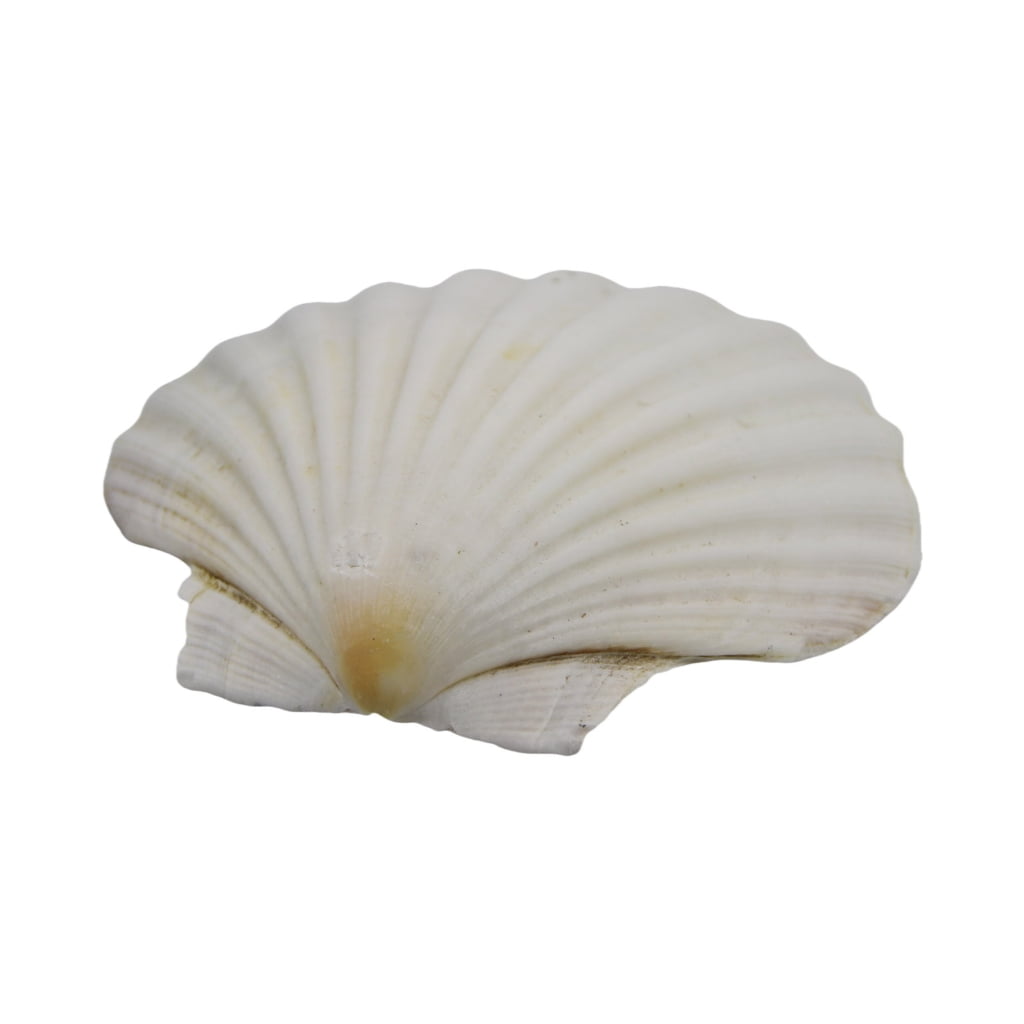 Bulk White Scallops Shells for Painting, Baking, Ocean Themed Party ...