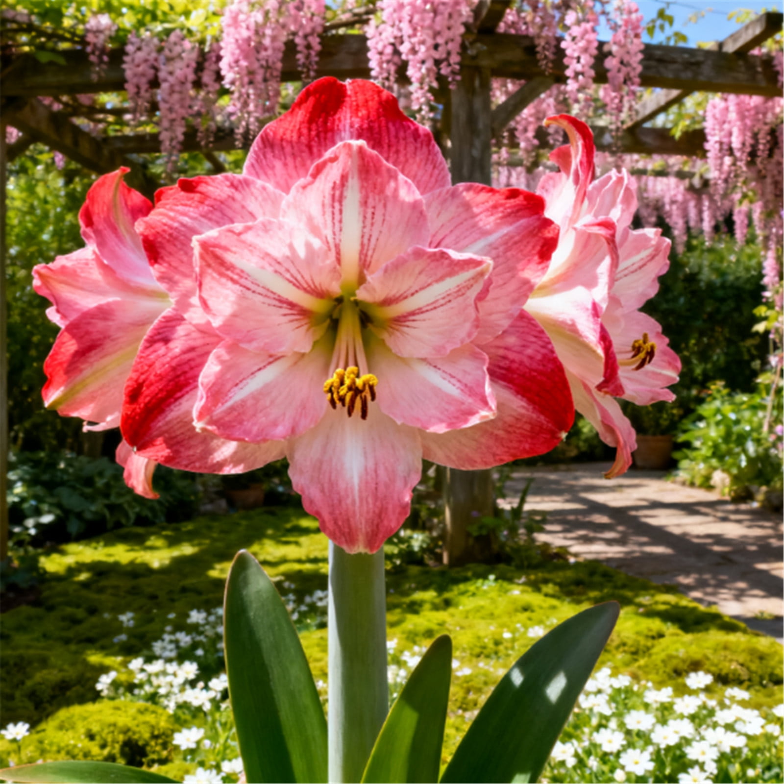 Bulk (bulbs)-Amaryllis Garden Decoration/ Gift-Filling corners ...