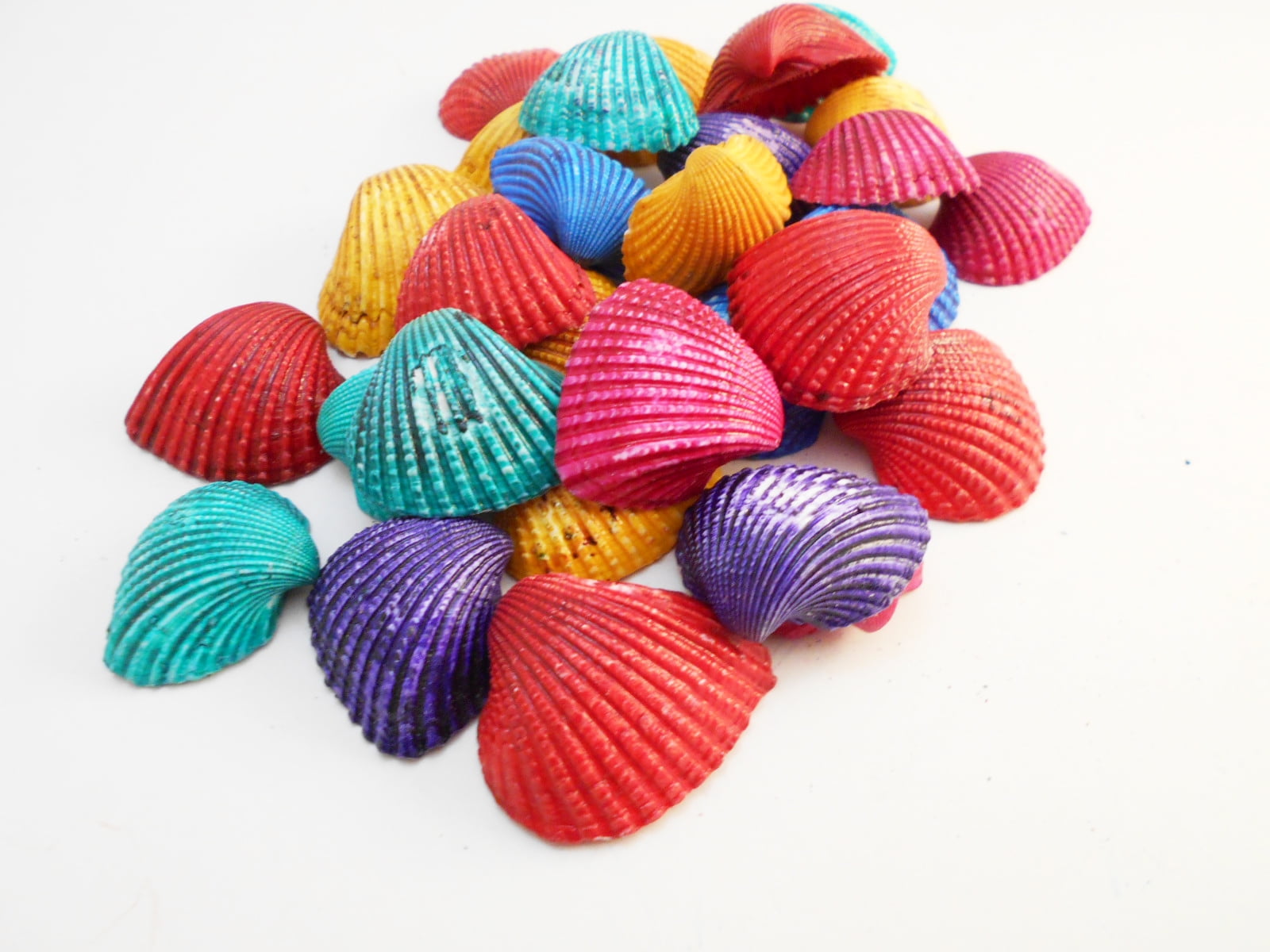 Bulk set of 100 Large Dyed Ark Shells Seashells (1 1/2-1 3/4") Beach ...